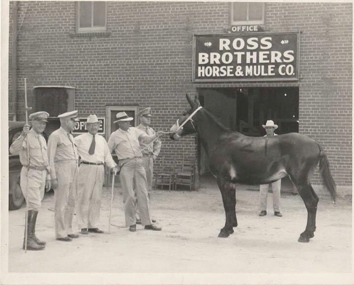 Ross Bros. Horse & Mule Company – Angora Chronicles