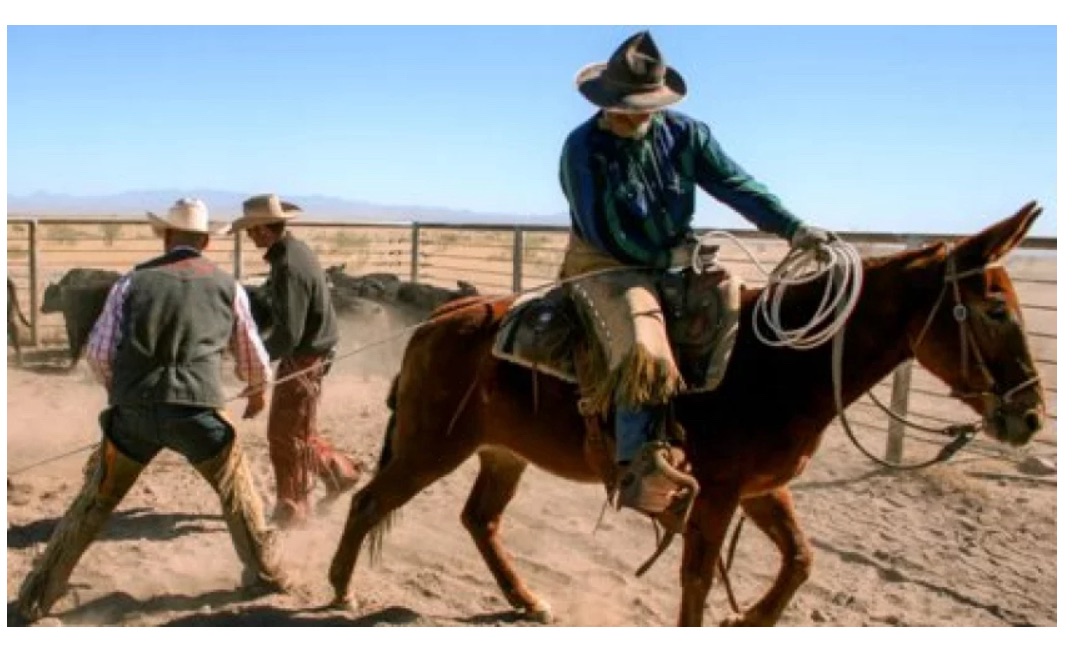 Mule Rodeo and Donkey Races at Fort Davis – Angora Chronicles