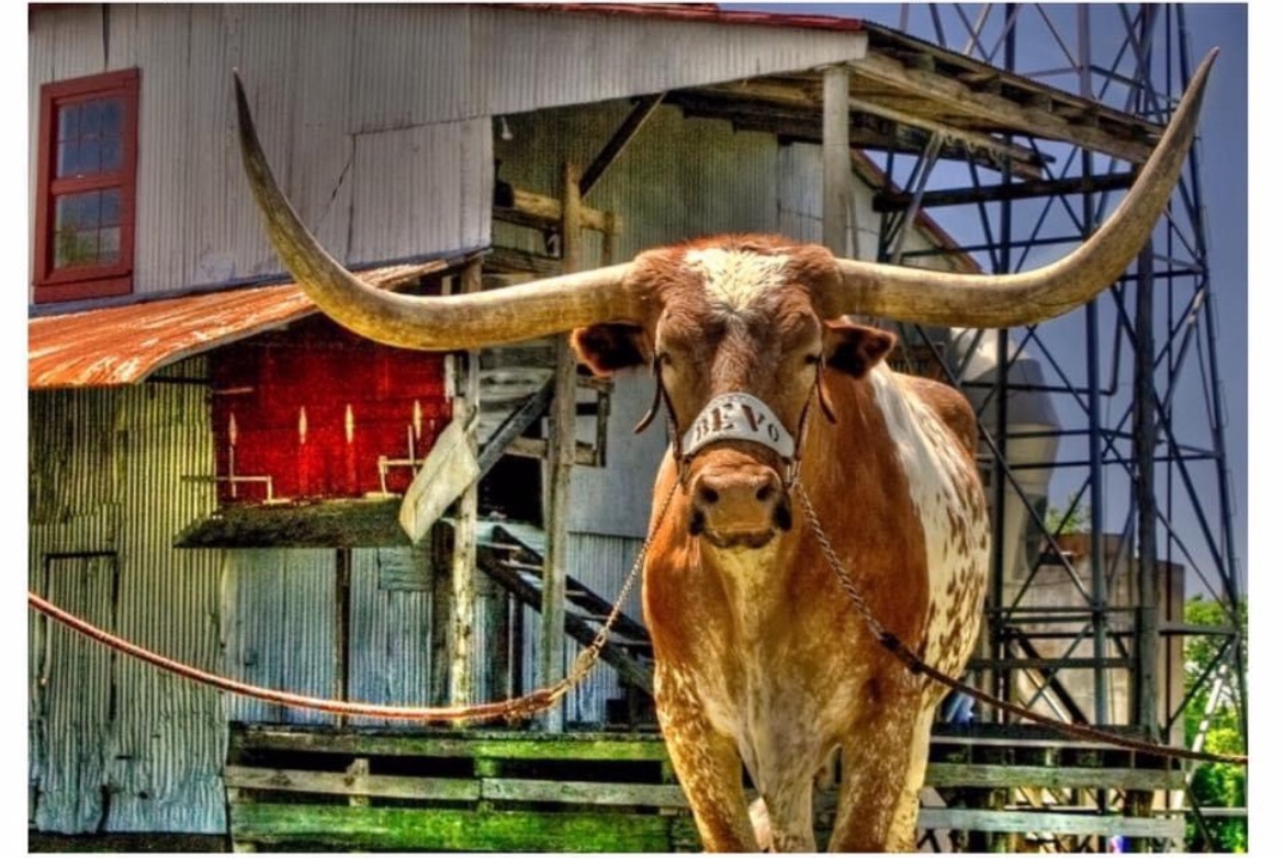 BEVO was “What’s For Dinner” ! – Angora Chronicles